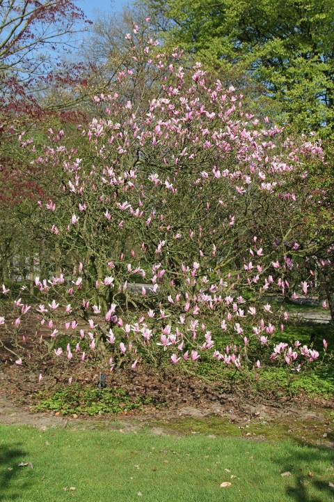 Magnolia 'Ricki' | NVBT