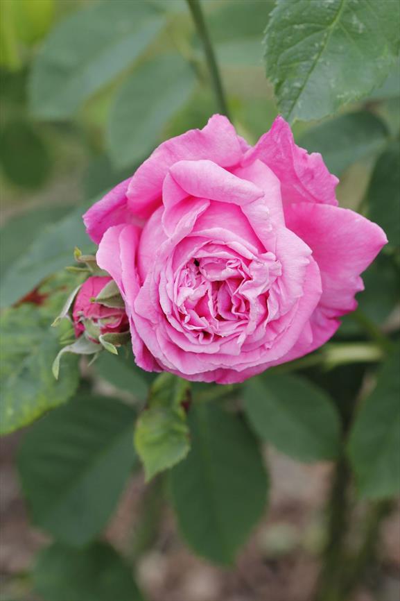 Rosa 'Paul Ricault' | NVBT
