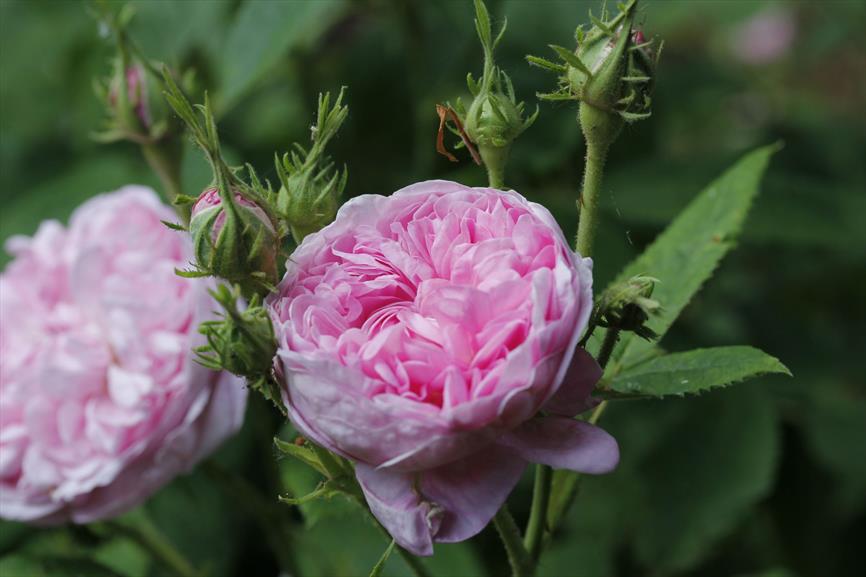 Rosa 'La Ville de Bruxelles' | NVBT