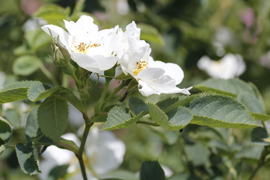 Rosa 'Alba Semi-plena' | NVBT