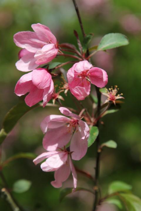 Malus 'Mokum' | NVBT
