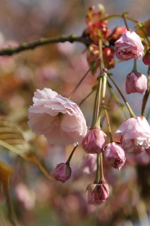 Prunus 'Hanagasa' | NVBT