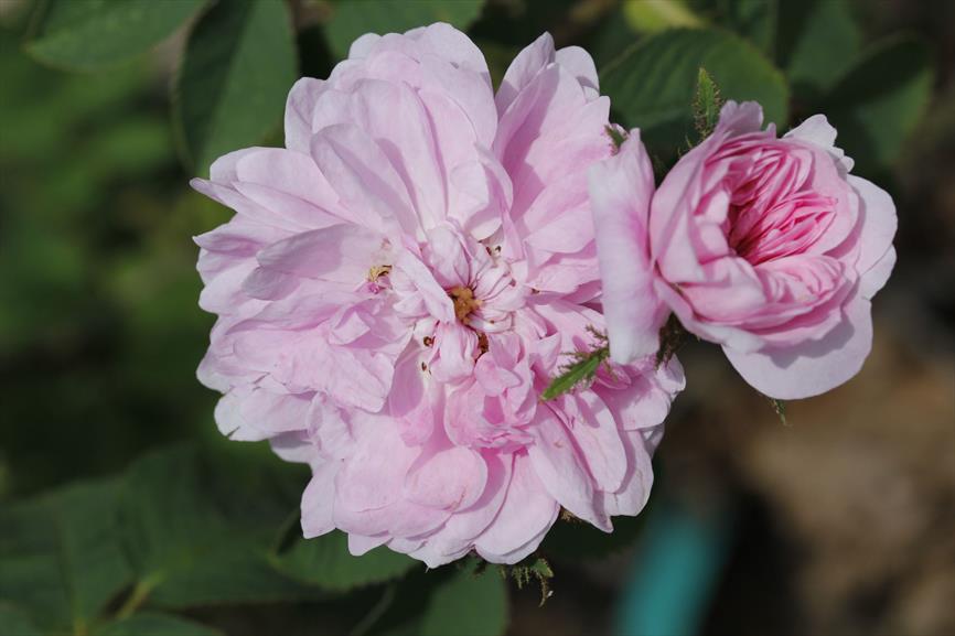 Rosa 'James Mitchell' | NVBT