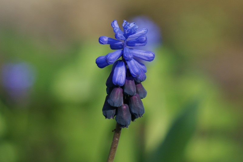 Compact Grape-hyacinth | NVBT