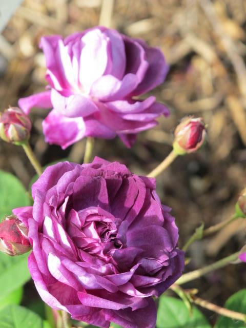 Rosa 'Cardinal de Richelieu' | NVBT