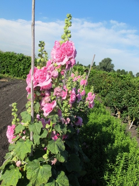 Alcea rosea 'Charter' | NVBT