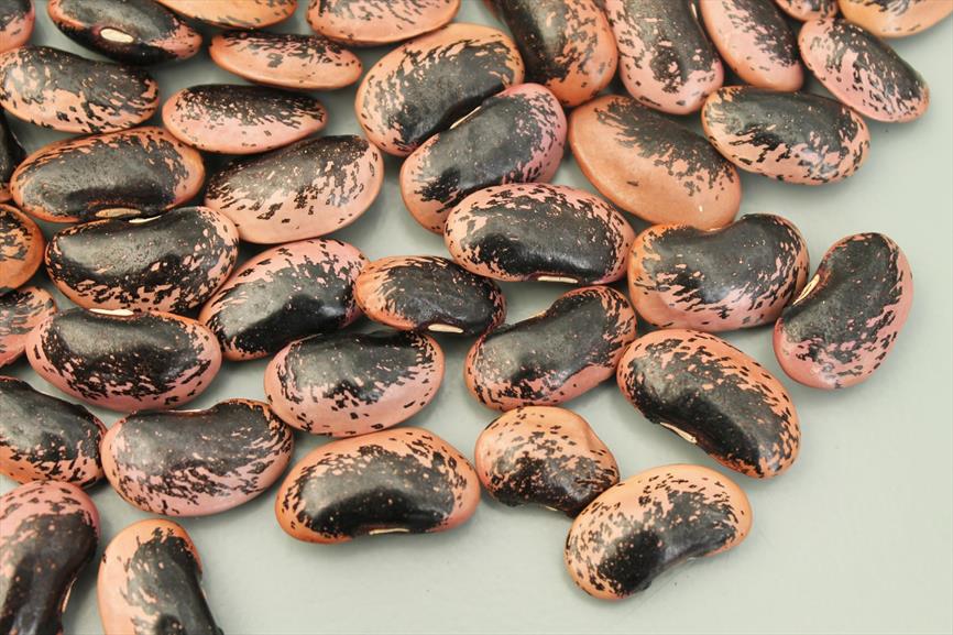 Oost Indische boon of Stiense boon of Piet Hein boon | NVBT