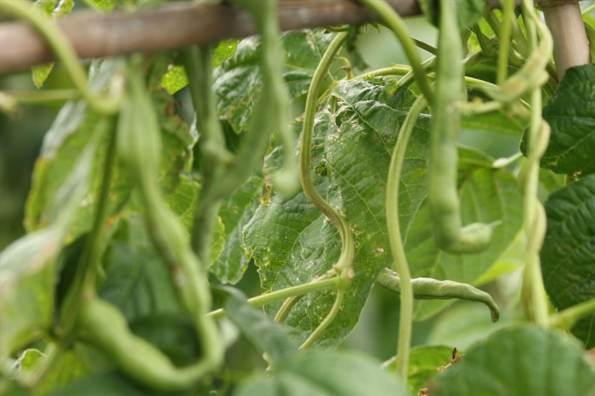 Spekboon of Stokslaboon of Snijboon | NVBT