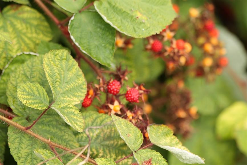 Japanse wijnbes | NVBT