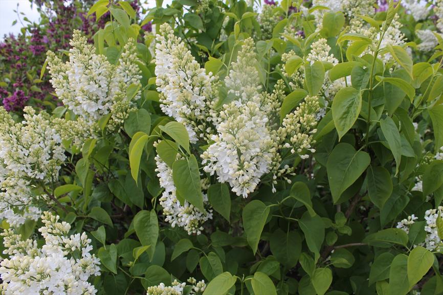 Syringa vulgaris 'Mont Blanc' | NVBT