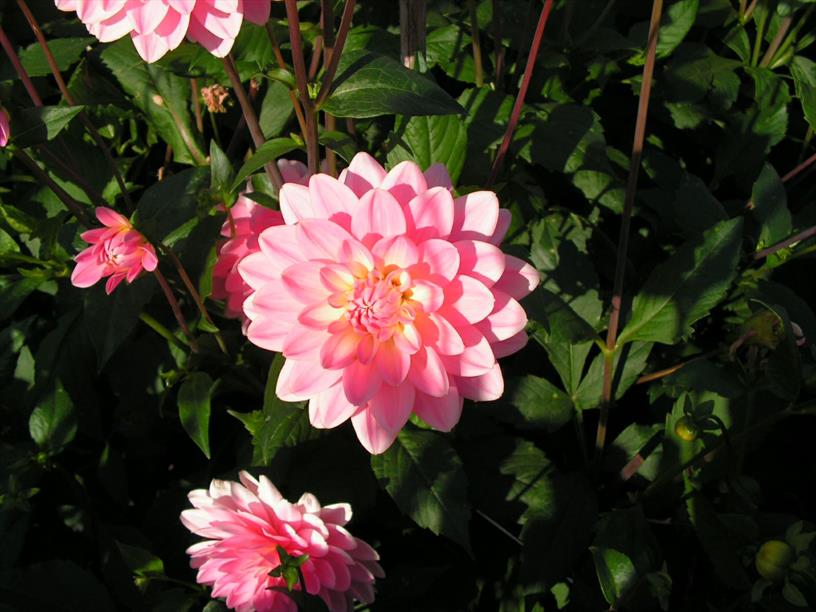 Dahlia 'Gerrie Hoek' | NVBT