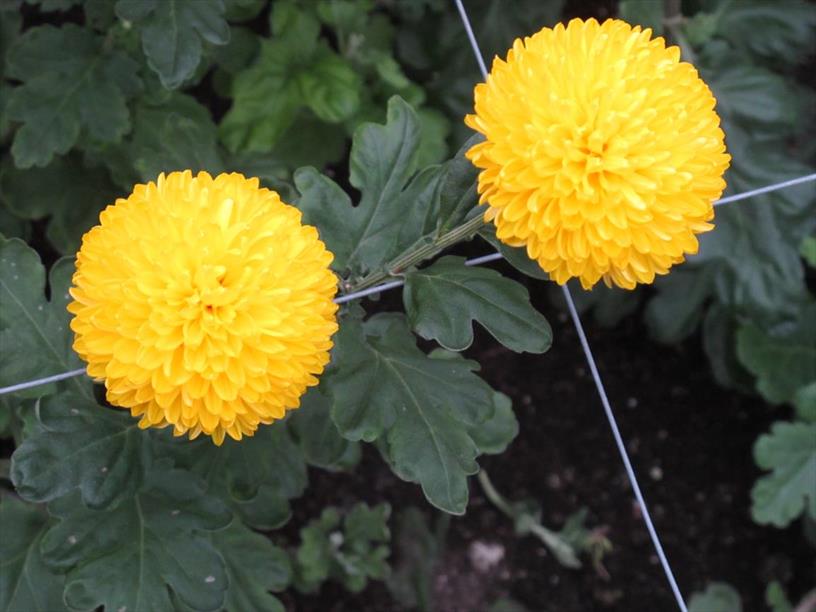 Chrysanthemum 'Migoli' | NVBT