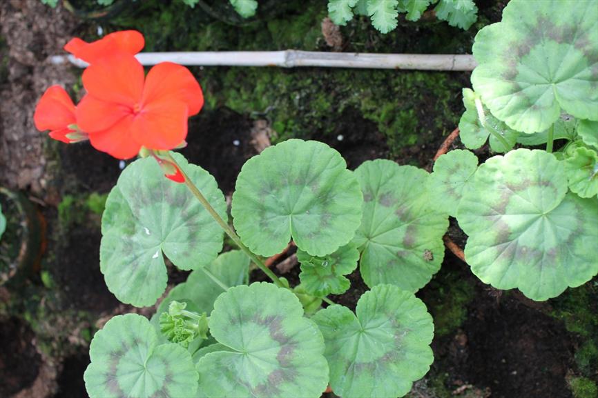 Bedding Geranium | NVBT