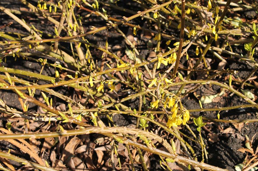 Chinese Golden-bell-tree | NVBT