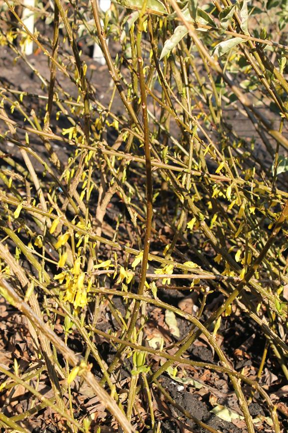 Chinese Golden-bell-tree | NVBT