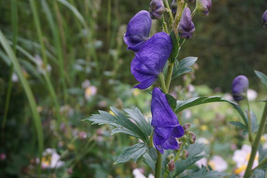 Aconitum carmichaelii 'Barker's Variety' | NVBT