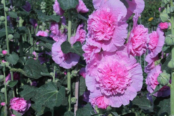 Alcea rosea 'Charter' | NVBT