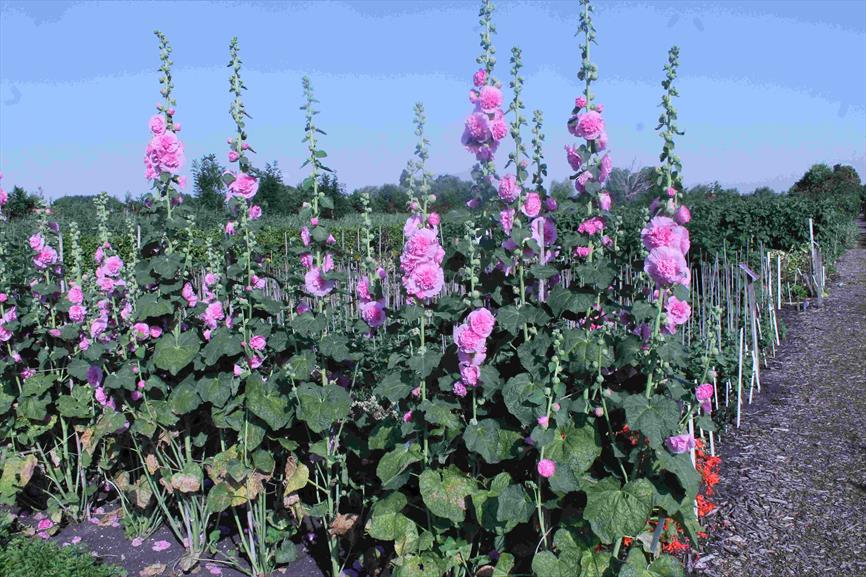 Alcea rosea 'Charter' | NVBT