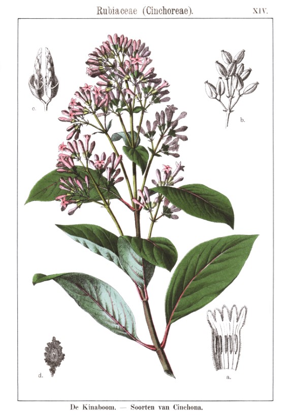 Kinineboom of Kina | NVBT