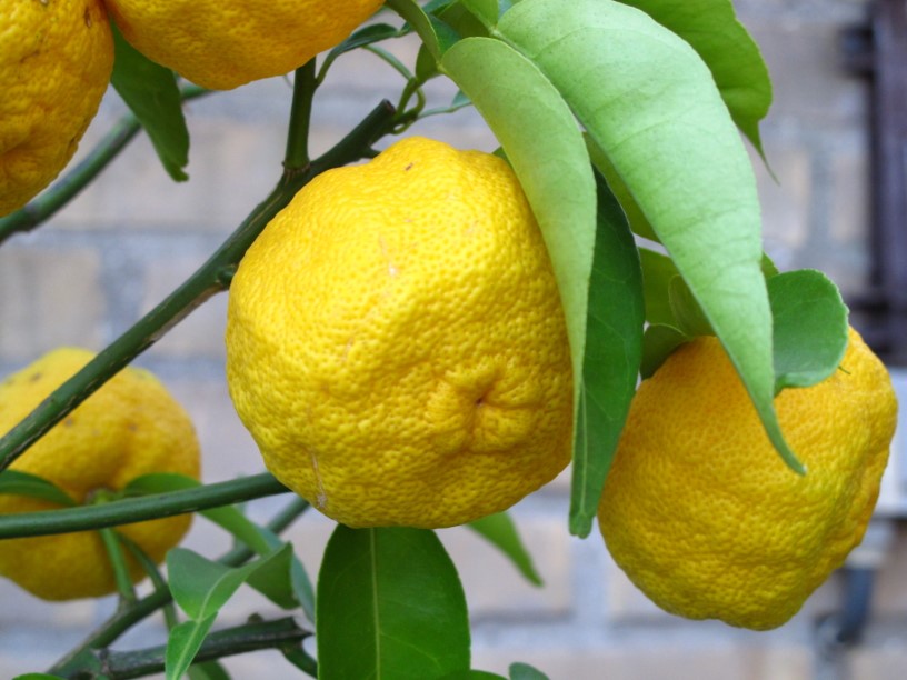 Yuzu of Japanse citrusvrucht | NVBT