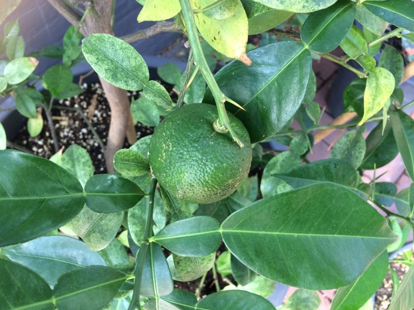 Yuzu of Japanse citrusvrucht | NVBT