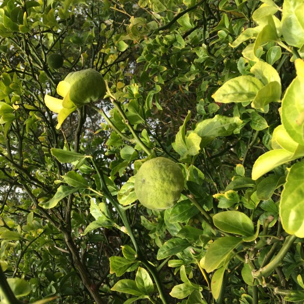 Wilde citroen | NVBT