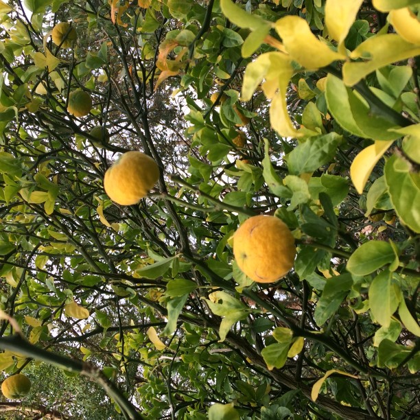 Wilde citroen | NVBT