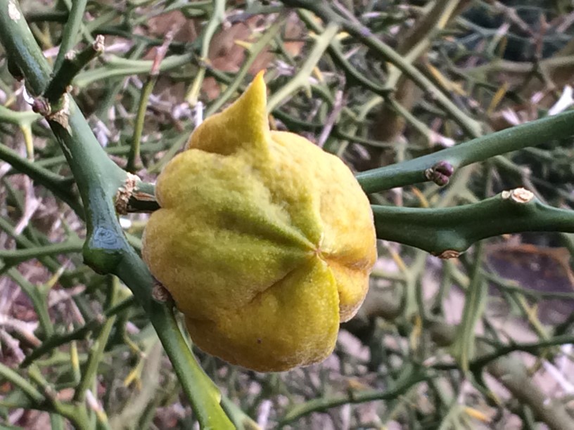 Wilde citroen | NVBT