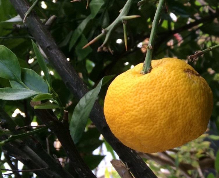 Yuzu of Japanse citrusvrucht | NVBT
