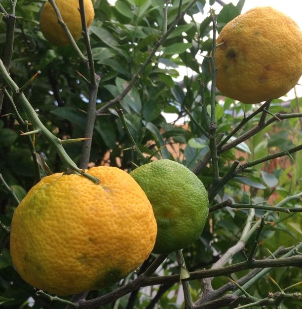 Yuzu of Japanse citrusvrucht | NVBT