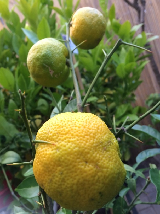 Yuzu of Japanse citrusvrucht | NVBT