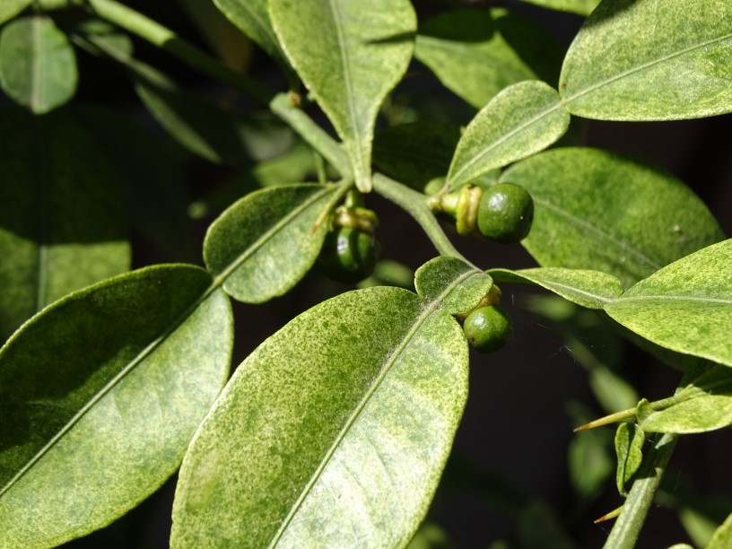 Yuzu of Japanse citrusvrucht | NVBT