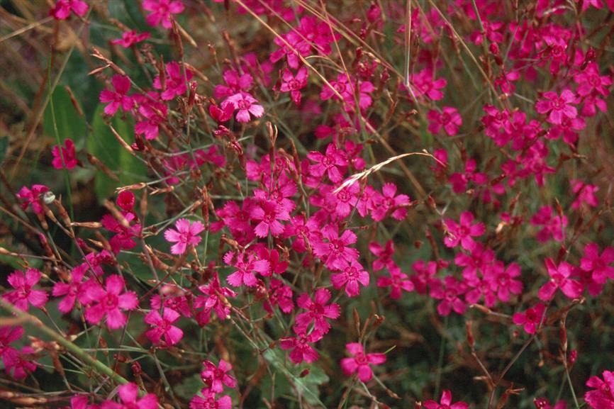 Steenanjer of Zwolse anjer | NVBT