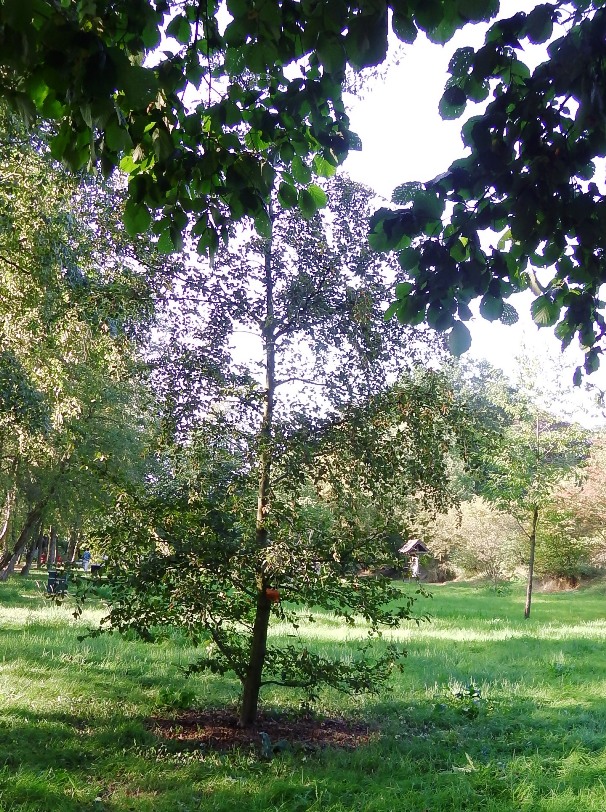 Oudenbosche gewone beuk | NVBT