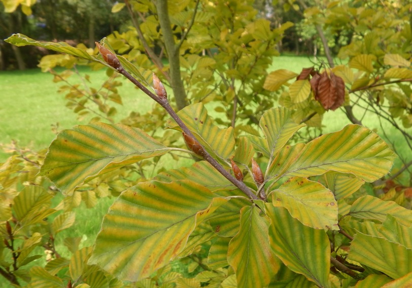 Oudenbosche gewone beuk | NVBT