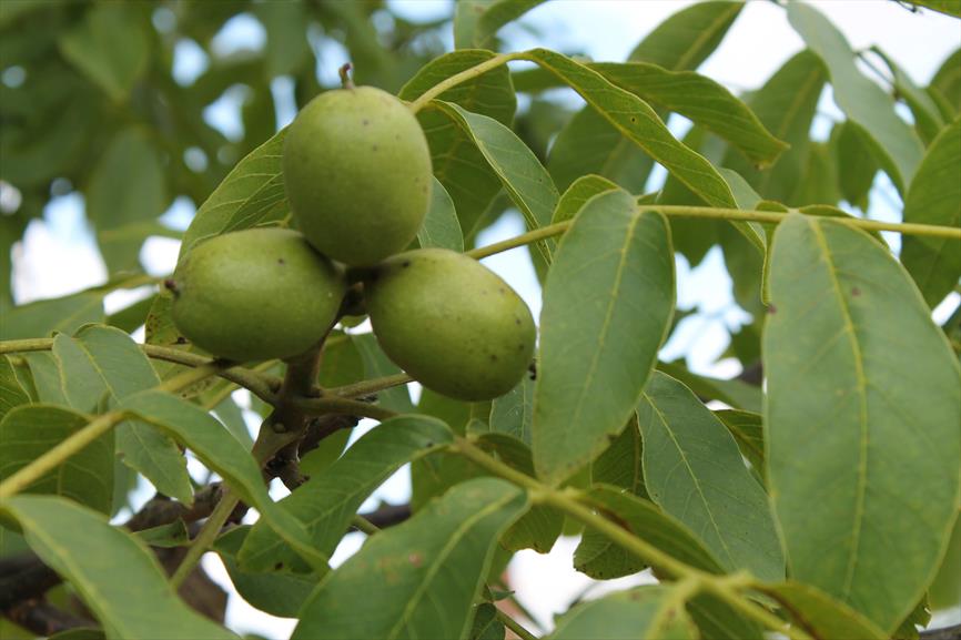 Okkernoot of Walnoot | NVBT