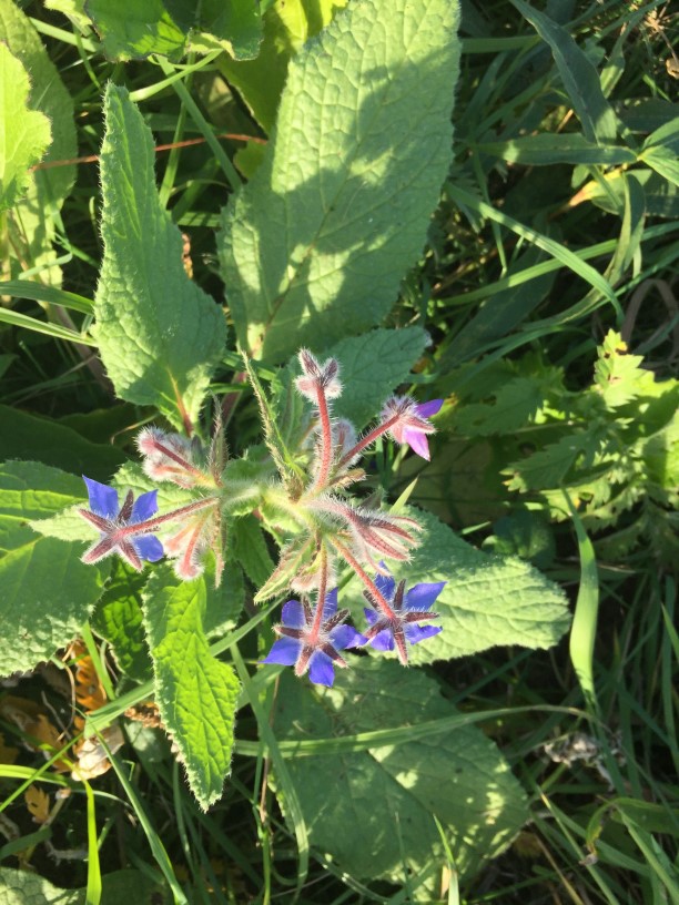 Bernagie of Komkommerkruid | NVBT