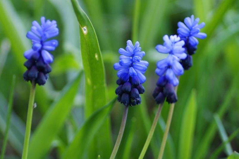 Compact Grape-hyacinth | NVBT