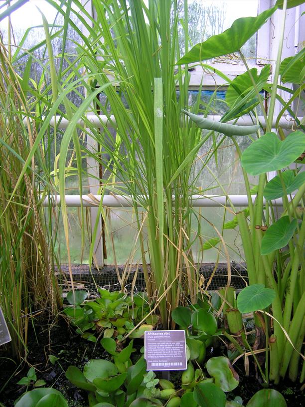 Afrikaanse rijst | NVBT