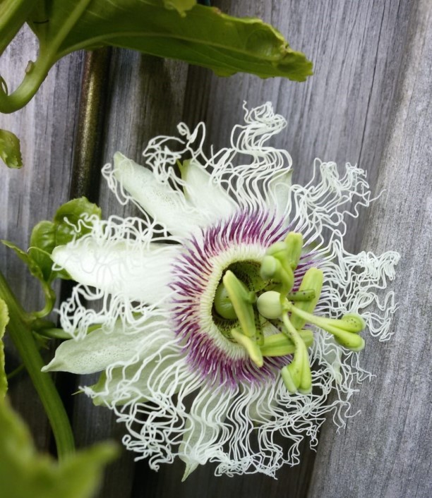 Passiebloem of Paarse passievrucht | NVBT