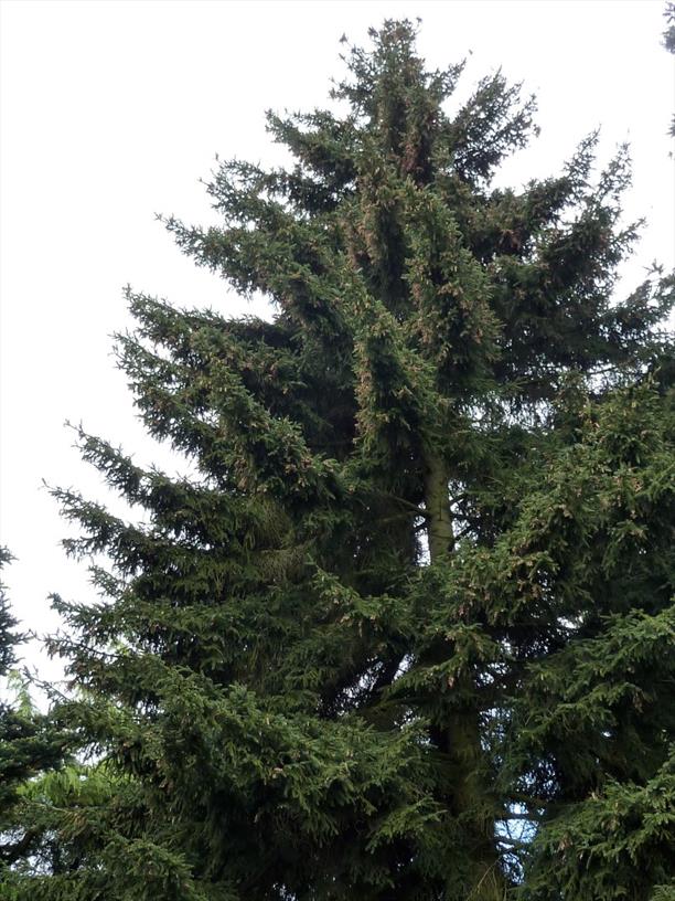 Maximowiczspar | NVBT