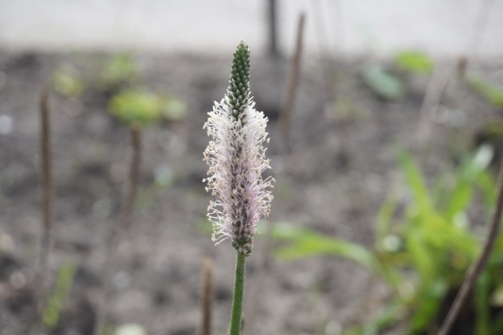 Grote weegbree | NVBT