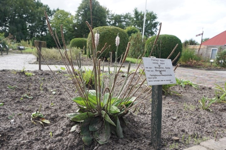 Grote weegbree | NVBT