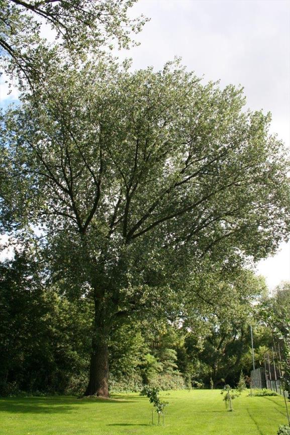 Black Italian-poplar | NVBT