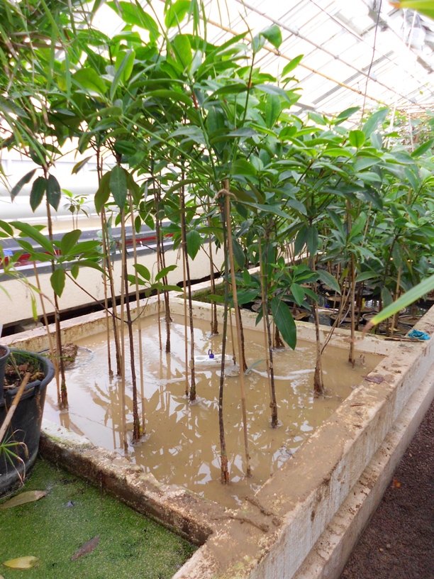 Rode mangrove | NVBT