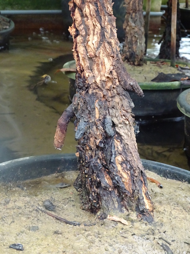 Rode mangrove | NVBT