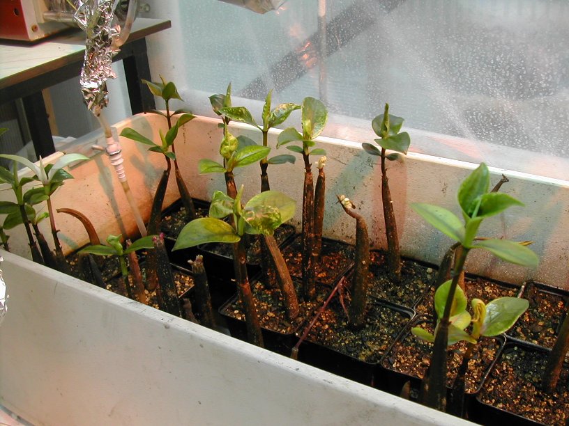 Rode mangrove | NVBT