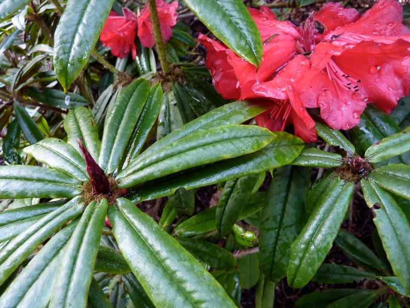 Rode rododendron | NVBT