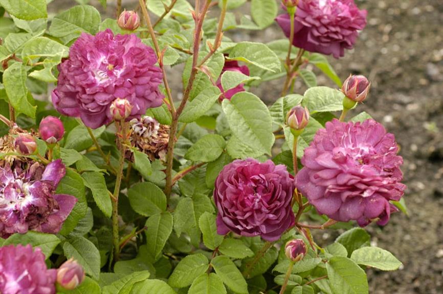 Rosa 'Cardinal de Richelieu' | NVBT