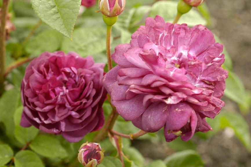 Rosa 'Cardinal de Richelieu' | NVBT